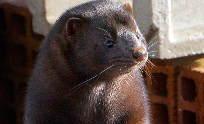 TÚ ERES EL VISÓN – Silvina Garrido Hermann